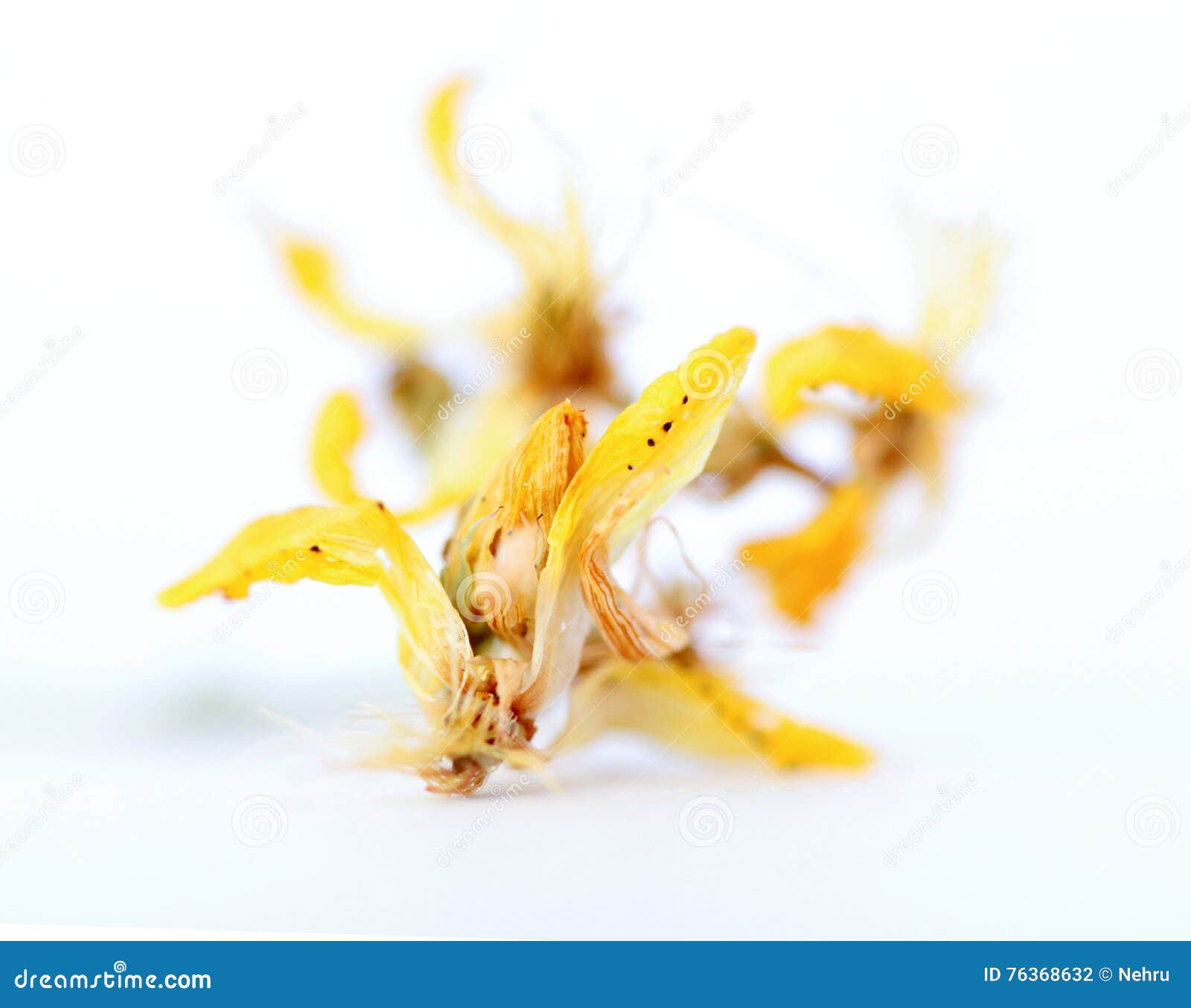 Hypericum Flowers, Hypericum Perforatum or St John S Wort Stock Photo ...