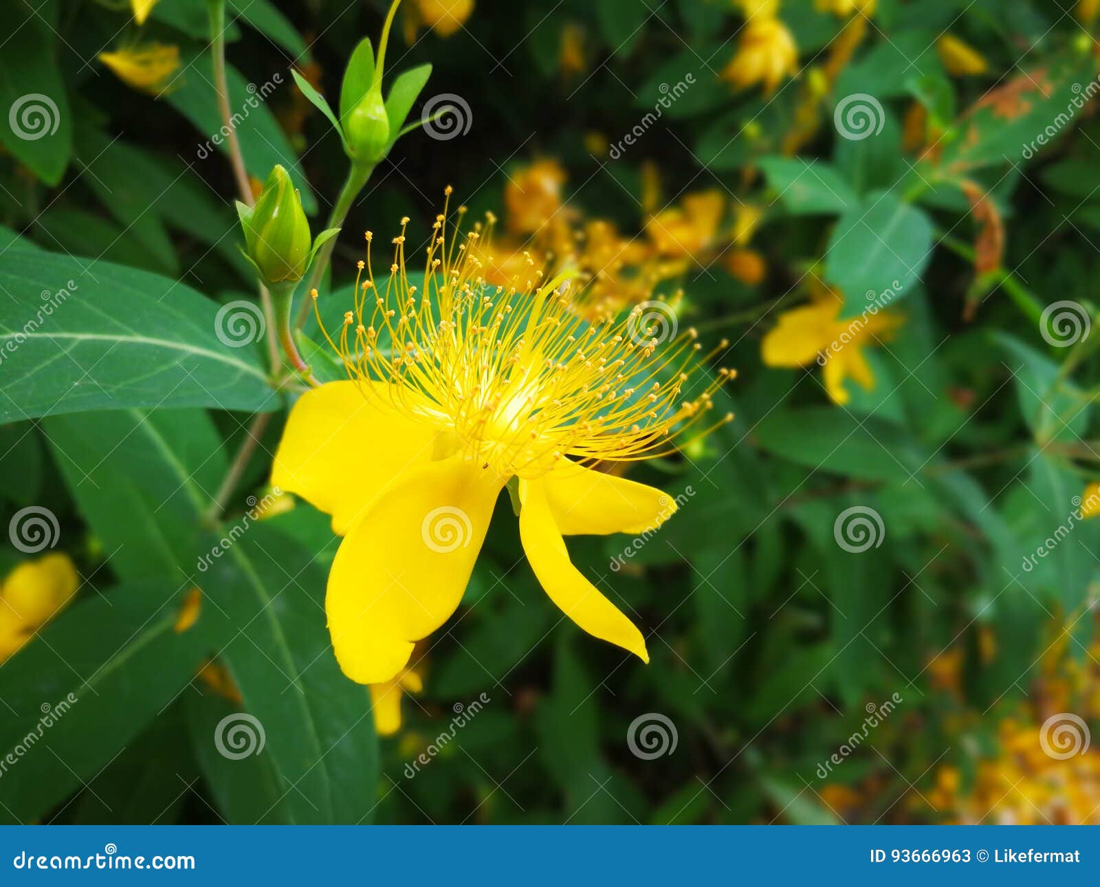 Hypericum henry flower stock image. Image of green, blooming - 93666963