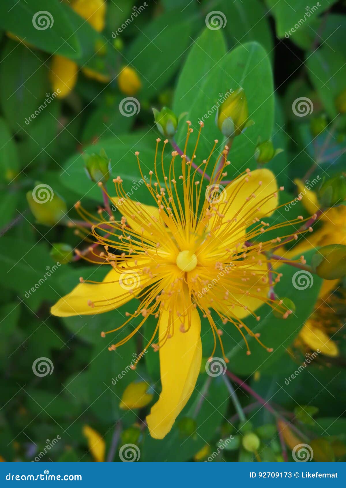 Hypericum henryi stock image. Image of flower, bloom - 92709173