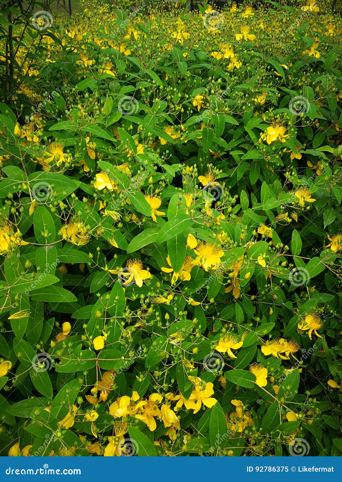Hypericum henryi stock image. Image of shrub, green, yellow - 92786375