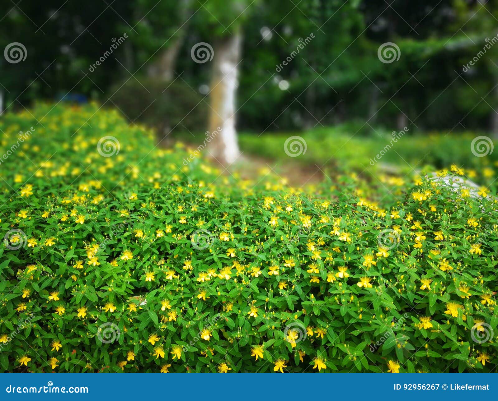 Hypericum henryi stock image. Image of flower, green - 92956267