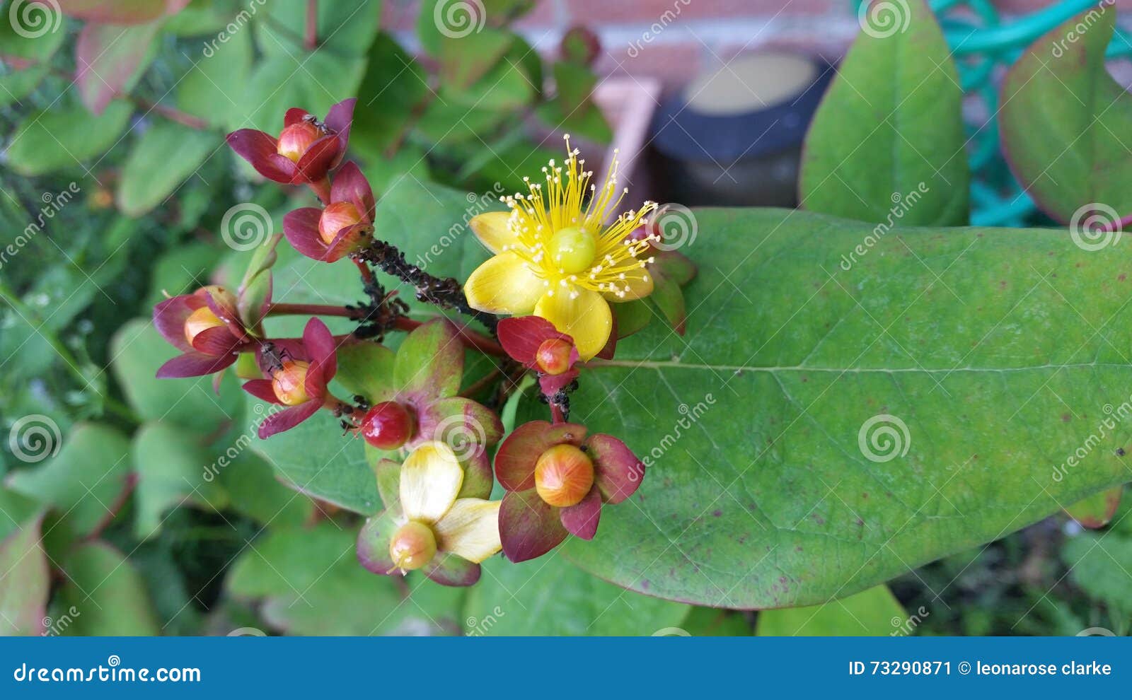 Hypericum X Inodorum 'Elstead', Stockbild - Bild von gelb, dunkel: 73290871