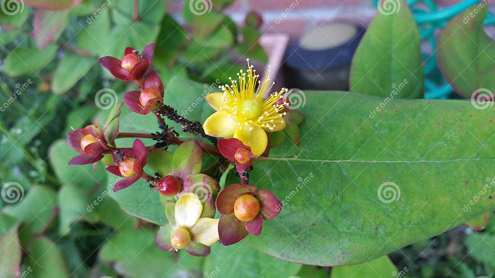 Hypericum X Inodorum 'Elstead', Stockbild - Bild von gelb, dunkel: 73290871