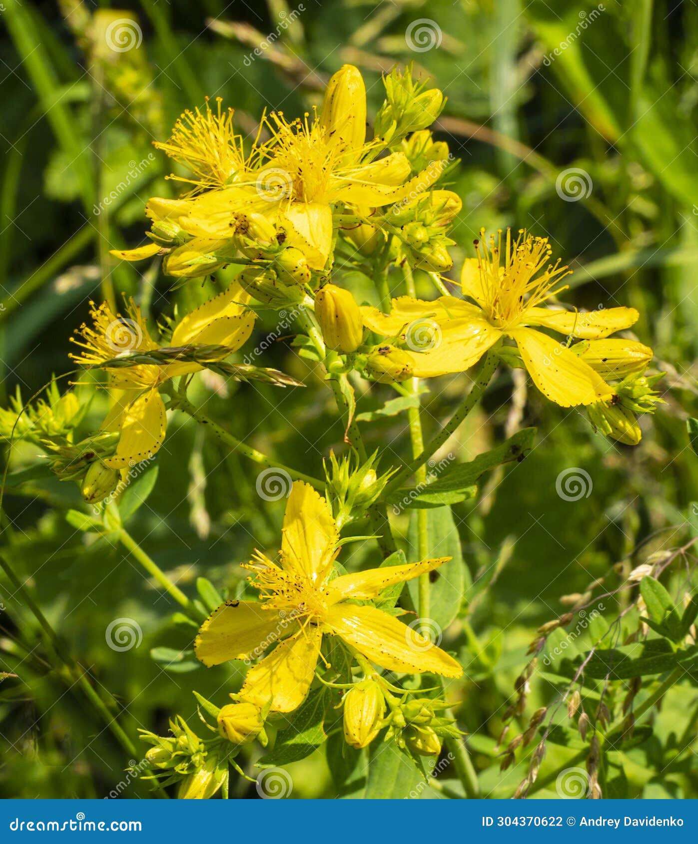 Hypericum is a Medicinal Plant Stock Photo - Image of wild, autumn ...