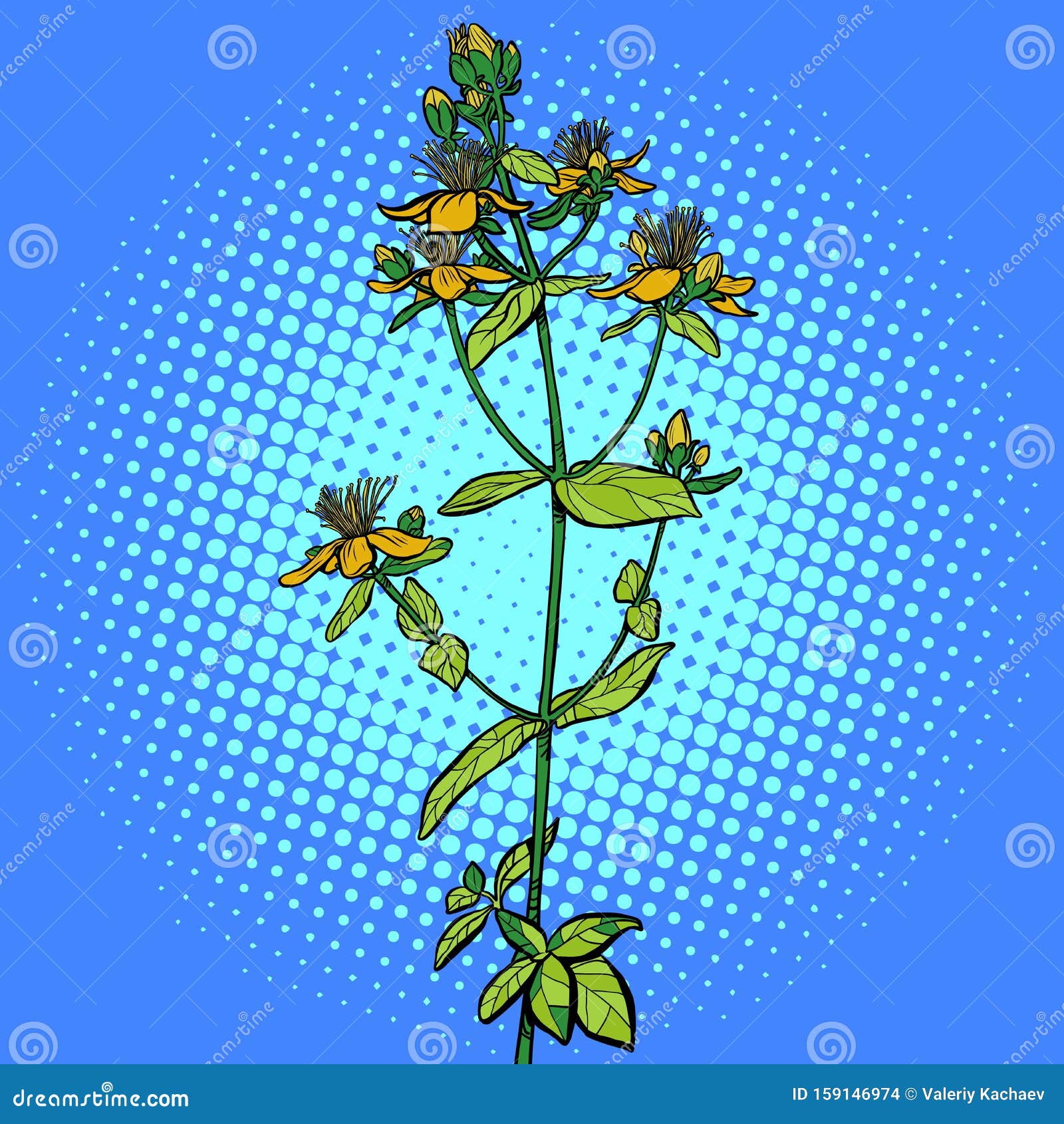 Hypericum Plant. Linear Illustration. Medicinal Plants. Vector Drawing ...