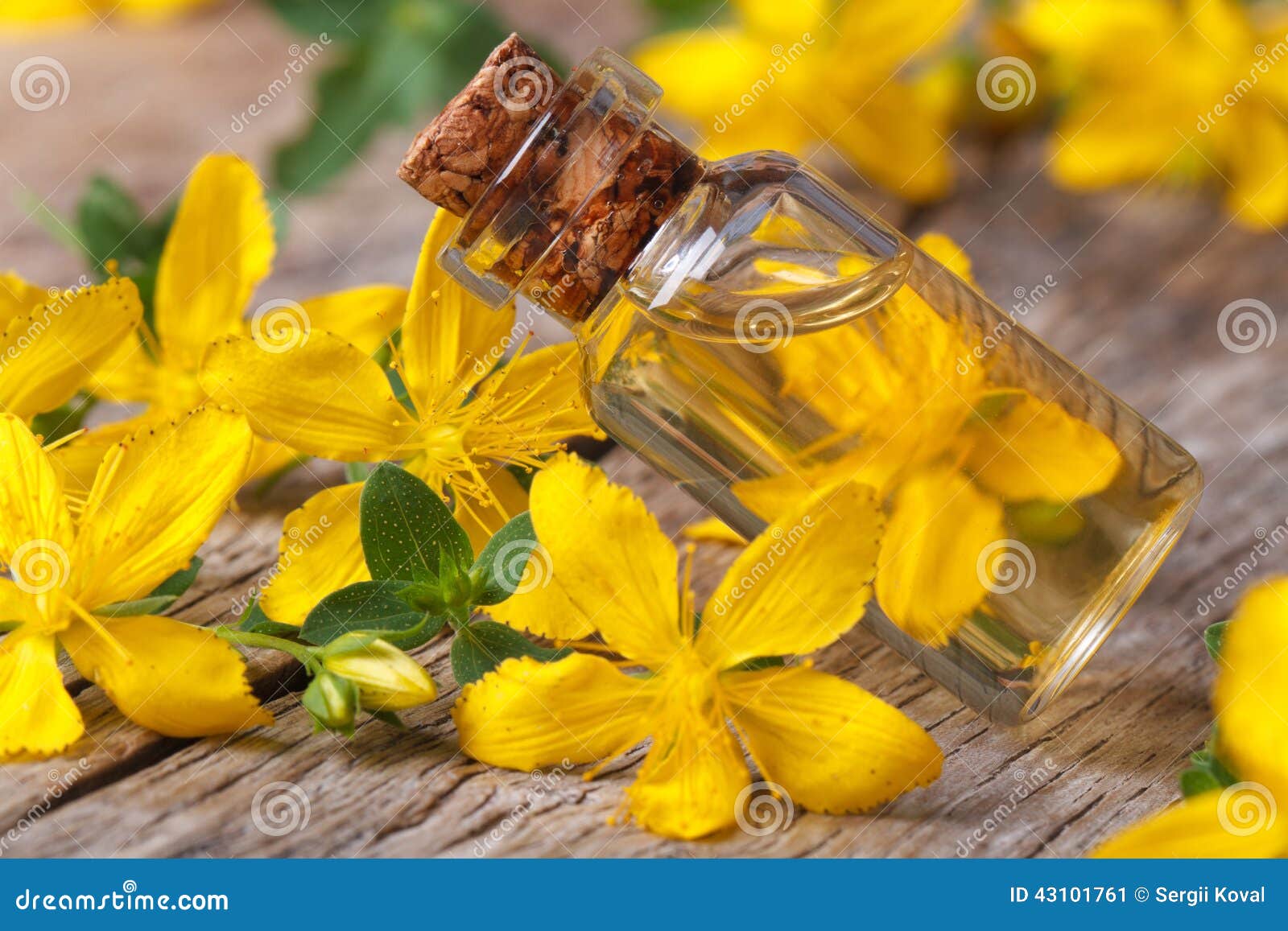 Hypericum Oil in a Glass Bottle Macro Horizontal Stock Image - Image of ...
