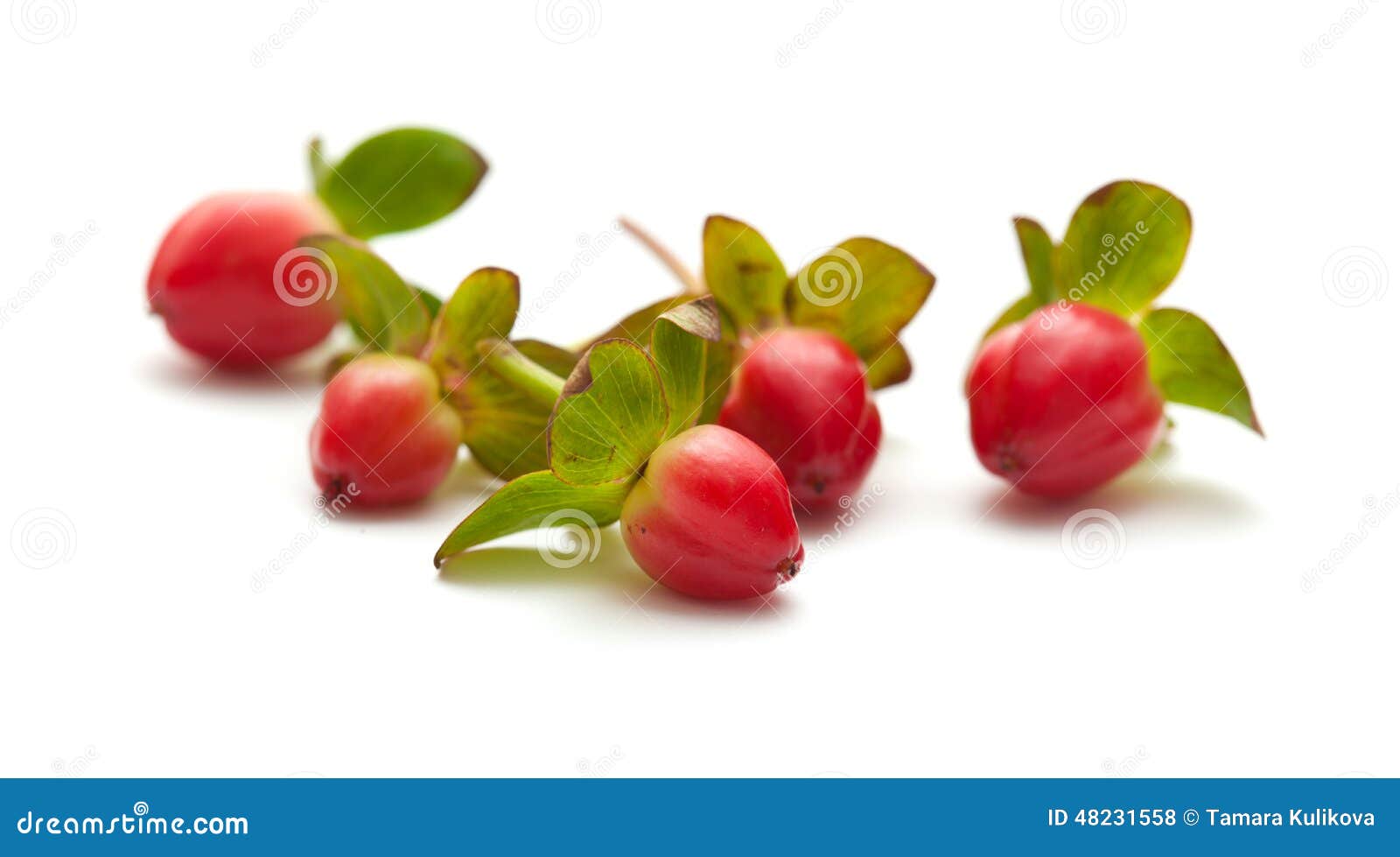 Hypericum stock photo. Image of bloom, isolated, florist - 48231558