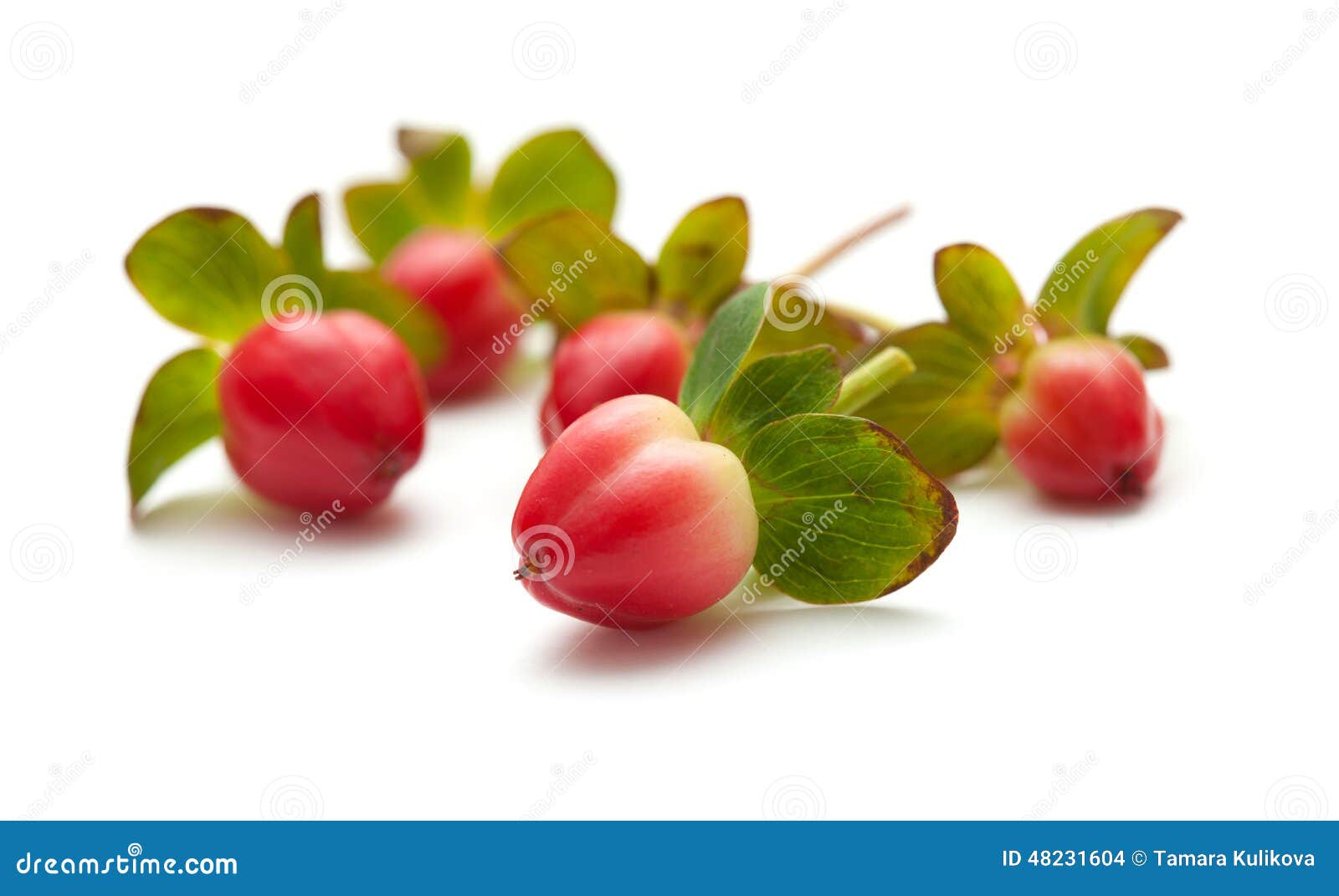Hypericum stock photo. Image of cutout, fresh, nature - 48231604