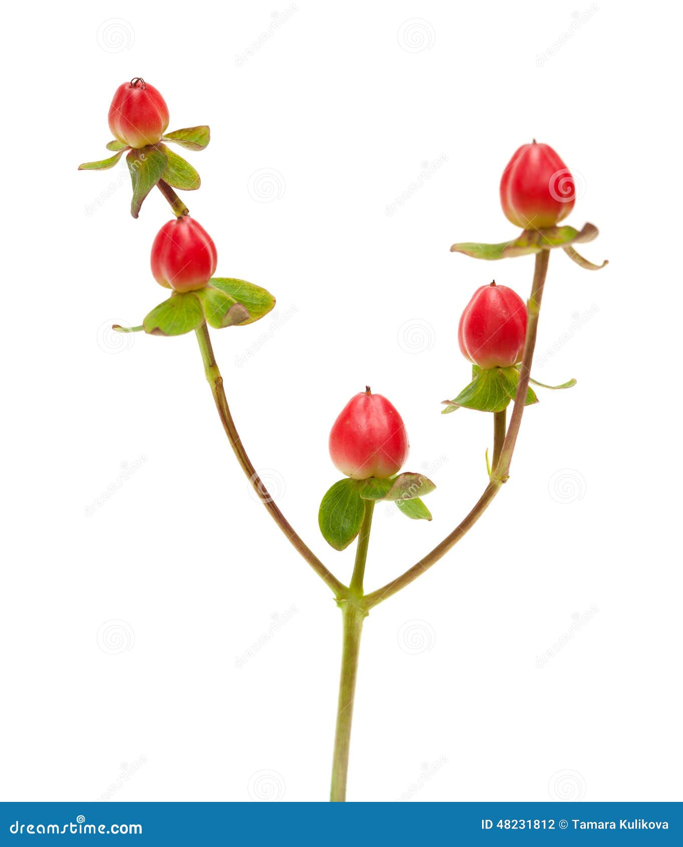 Hypericum stock photo. Image of life, filler, floral - 48231812