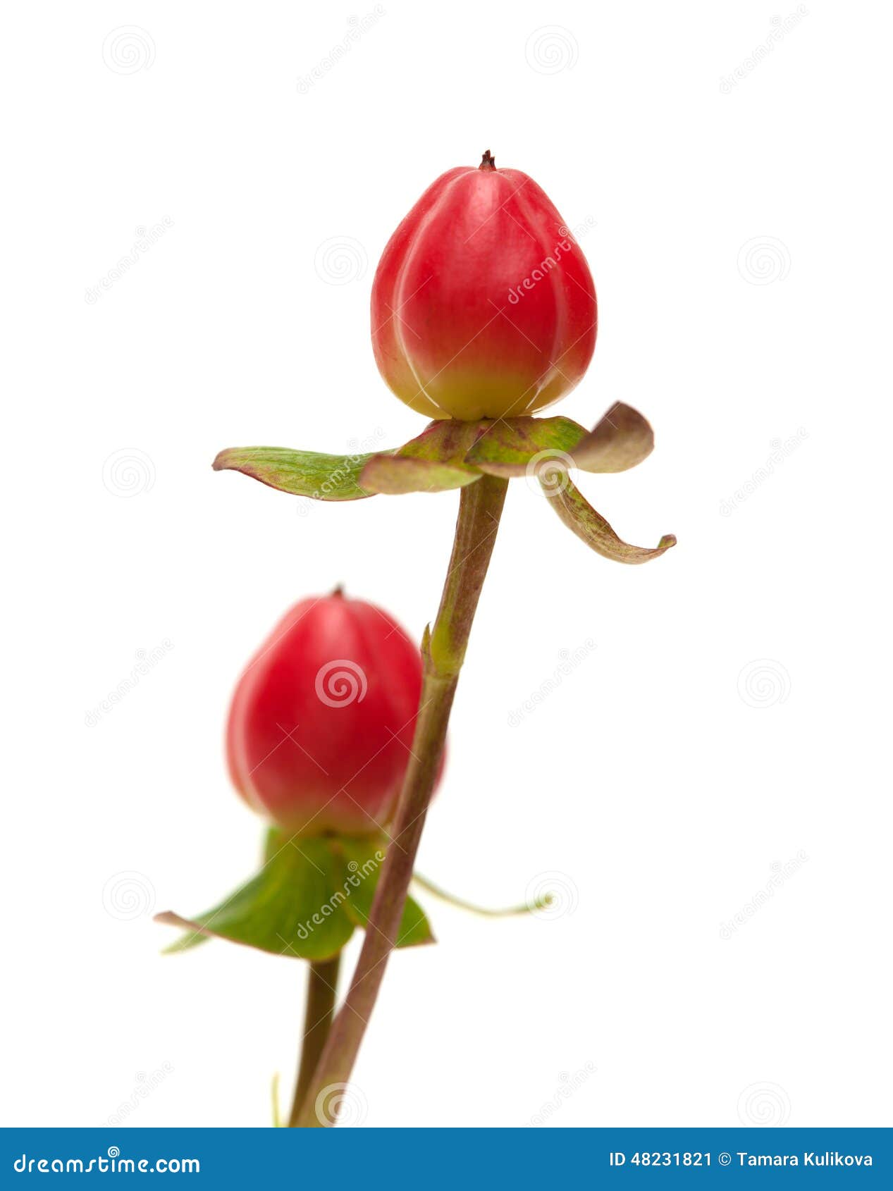 Hypericum stock image. Image of beautiful, floral, flowering - 48231821