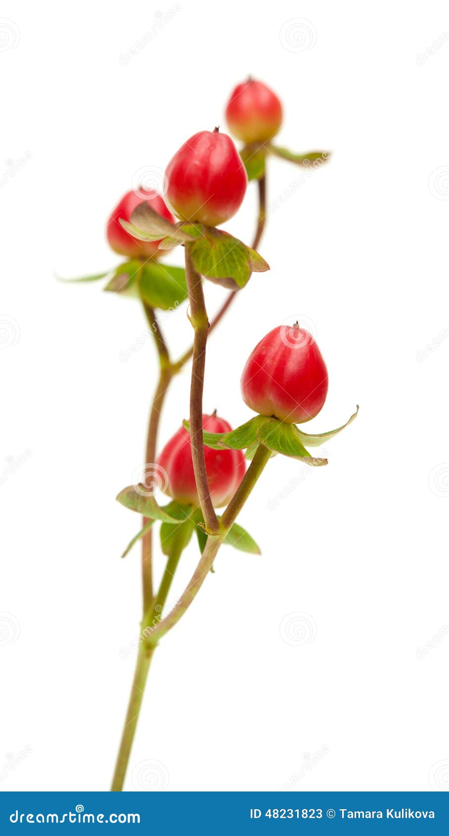 Hypericum stock image. Image of floral, florist, isolated - 48231823