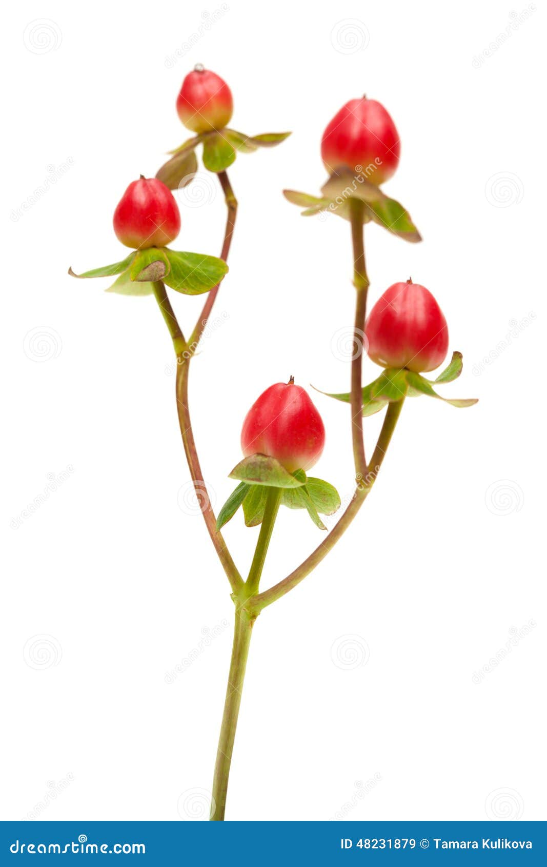Hypericum stock image. Image of cutout, wort, bloom, beautiful - 48231879