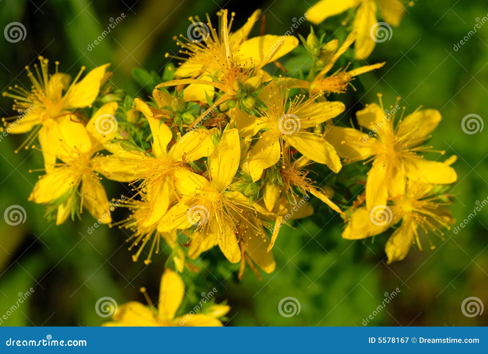 Hypericum perforatum stock image. Image of alternative - 5578167