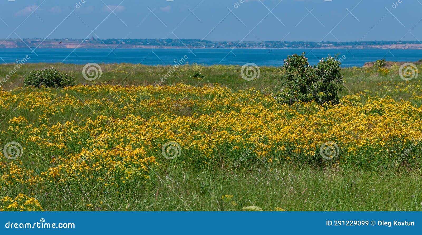 Hypericum Perforatum - Extensive Thickets of Medicinal Plants on the ...