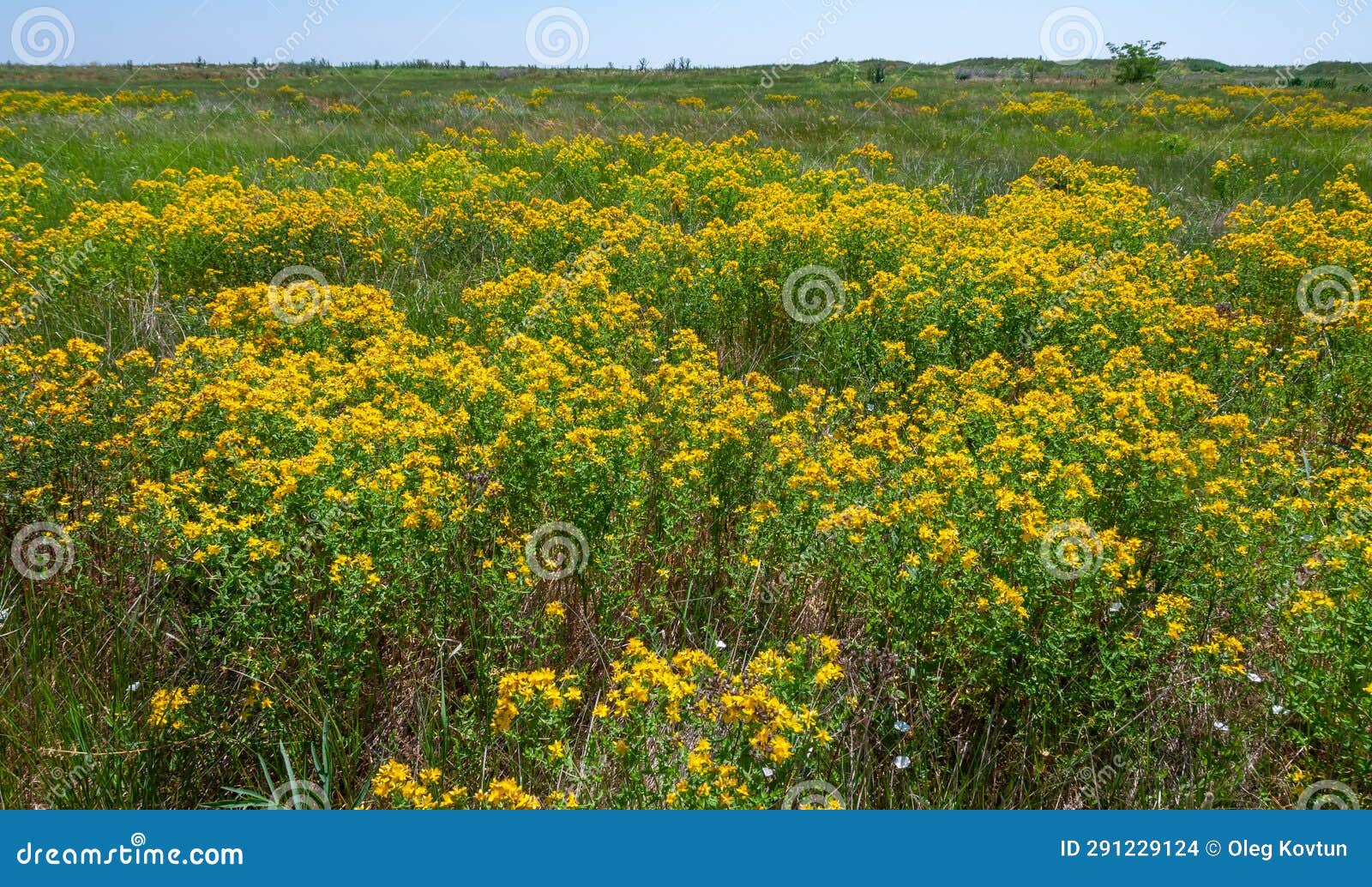 Hypericum Perforatum - Extensive Thickets of Medicinal Plants on the ...