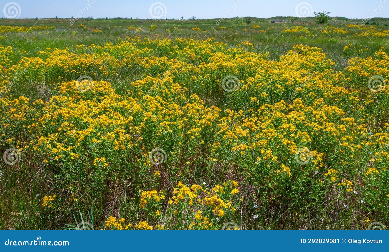 Hypericum Perforatum - Extensive Thickets of Medicinal Plants on the ...