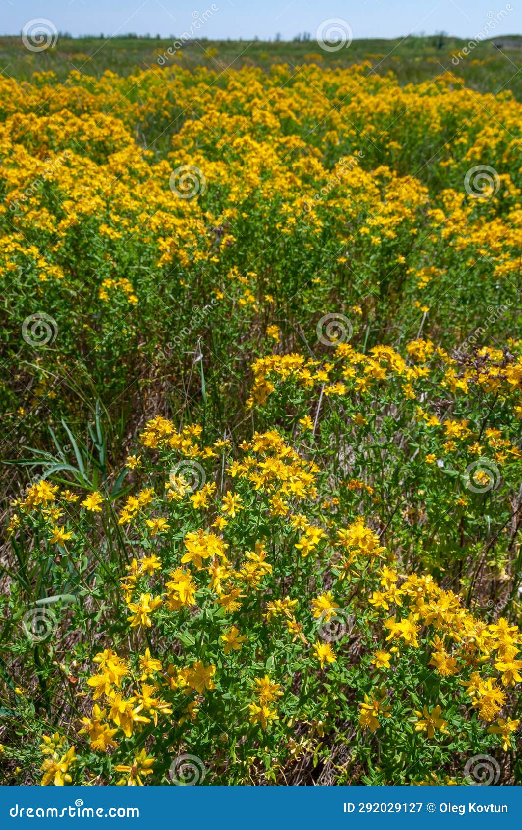 Hypericum Perforatum - Extensive Thickets of Medicinal Plants on the ...