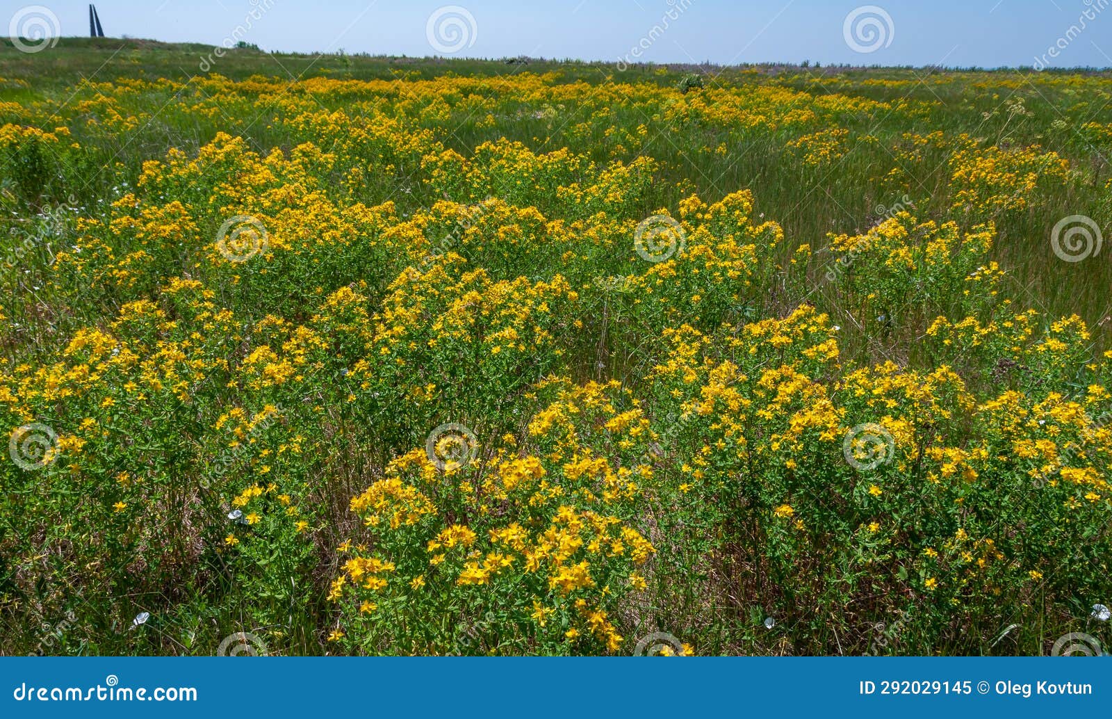 Hypericum Perforatum - Extensive Thickets of Medicinal Plants on the ...