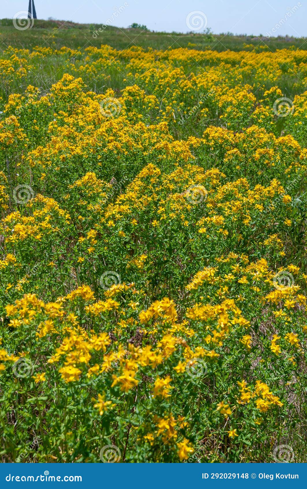 Hypericum Perforatum - Extensive Thickets of Medicinal Plants on the ...