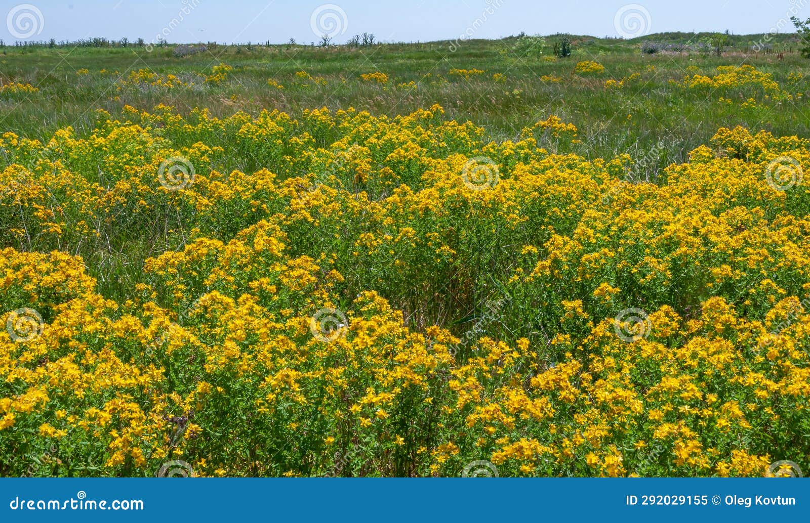 Hypericum Perforatum - Extensive Thickets of Medicinal Plants on the ...