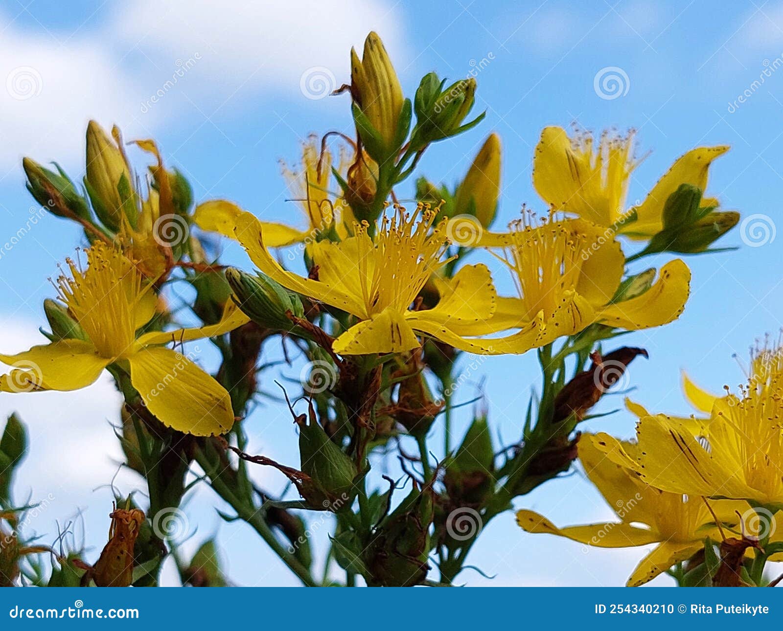 Hypericum perforatum stock photo. Image of wild, nature - 254340210