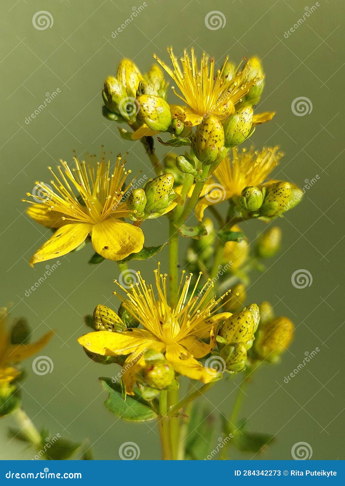 Hypericum perforatum stock image. Image of perforate - 284342273