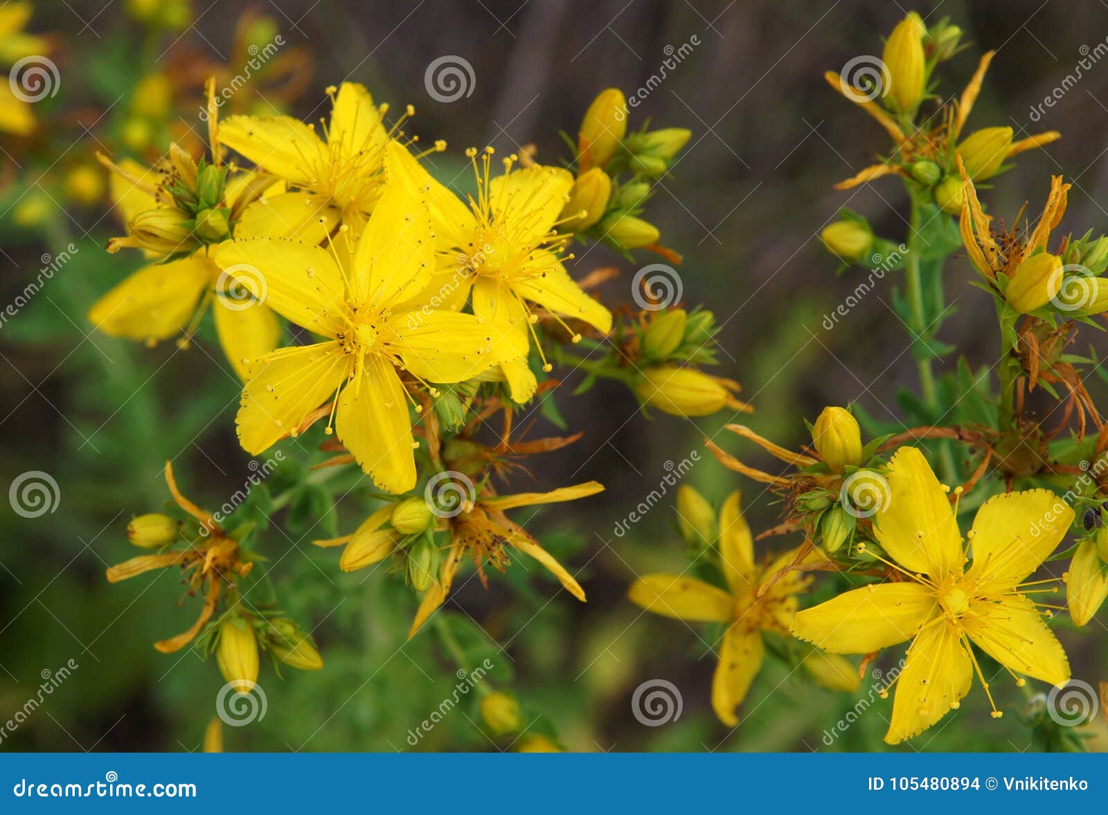 Hypericum perforatum plant stock photo. Image of petal - 105480894
