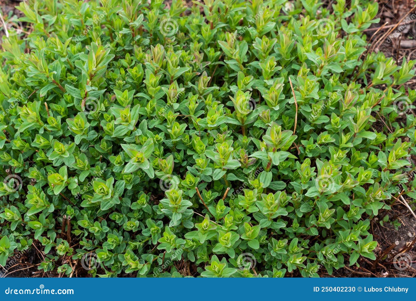 Hypericum Perforatum, St John`s Wort, Common or Perforate St John`s ...