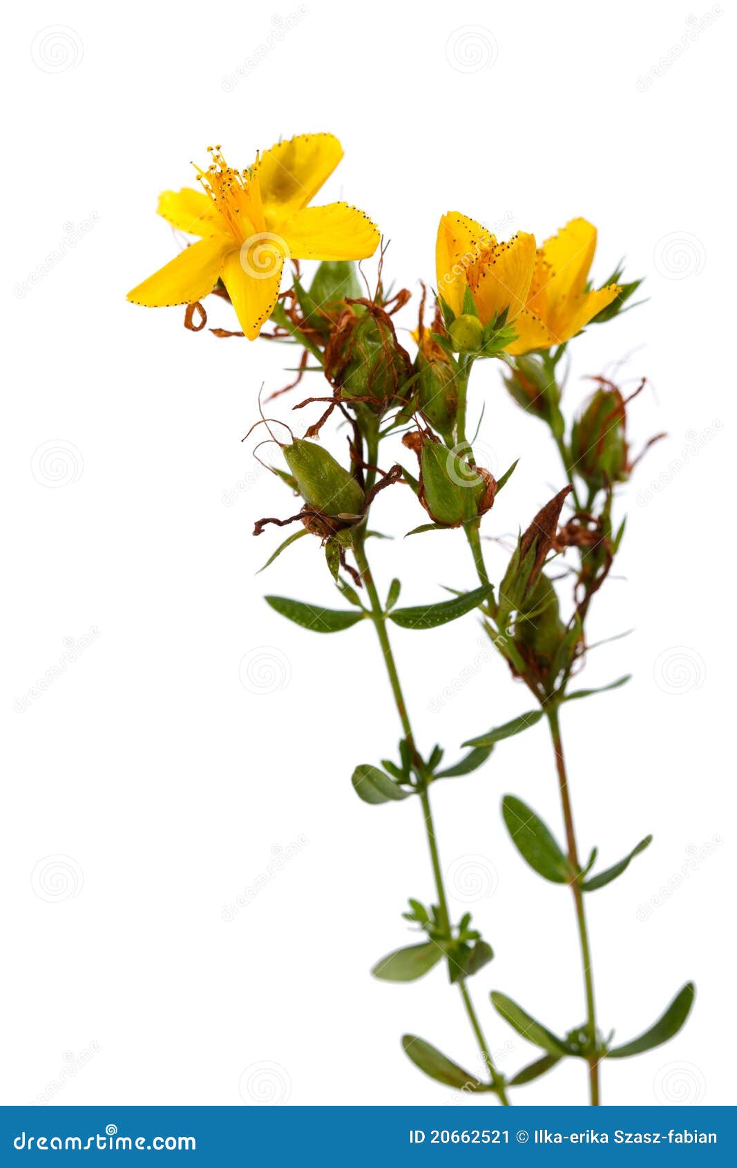 Hypericum Perforatum, St John S Wort Flower Stock Image - Image of ...