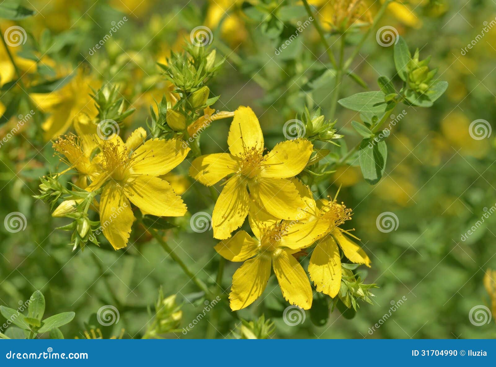Hypericum perforatum stock photo. Image of plant, dots - 31704990