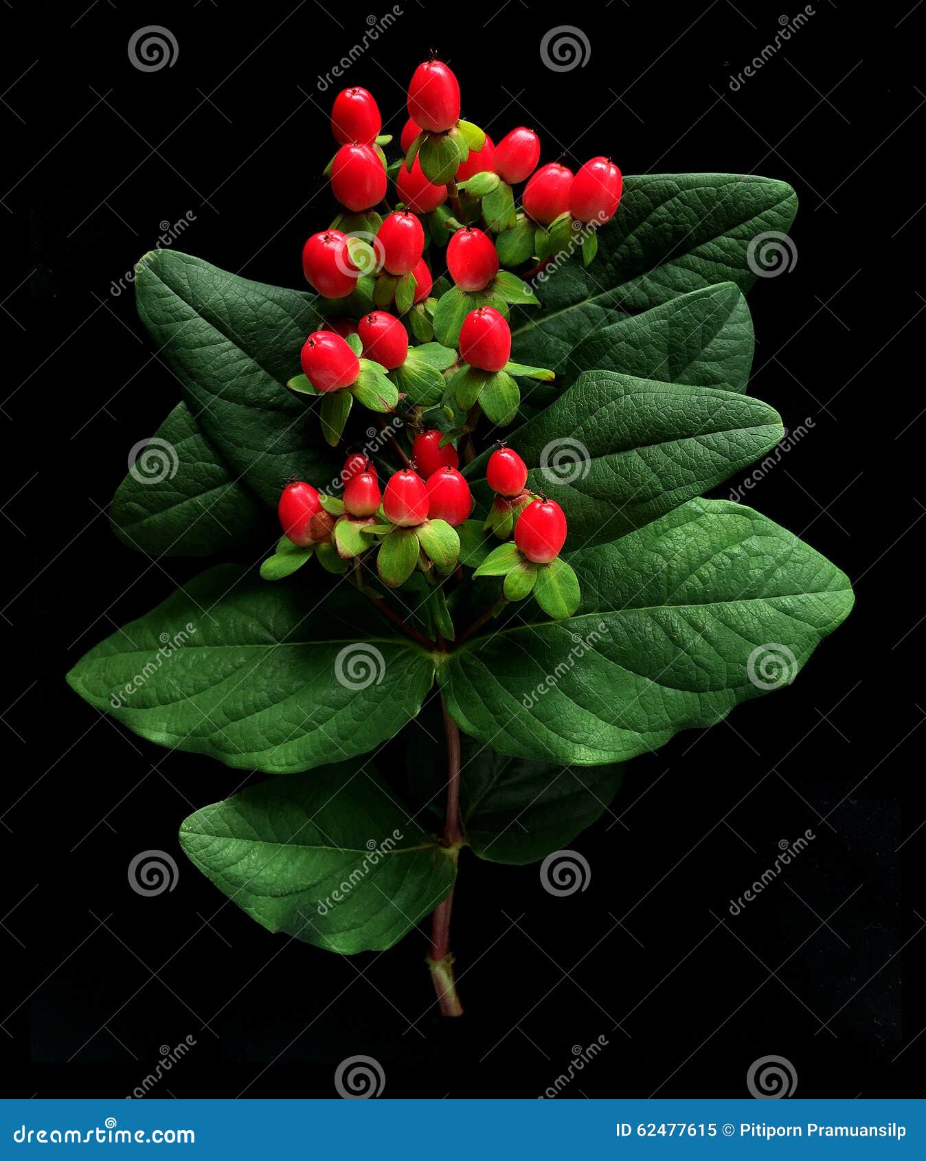 Hypericum stock image. Image of nature, holiday, dark - 62477615