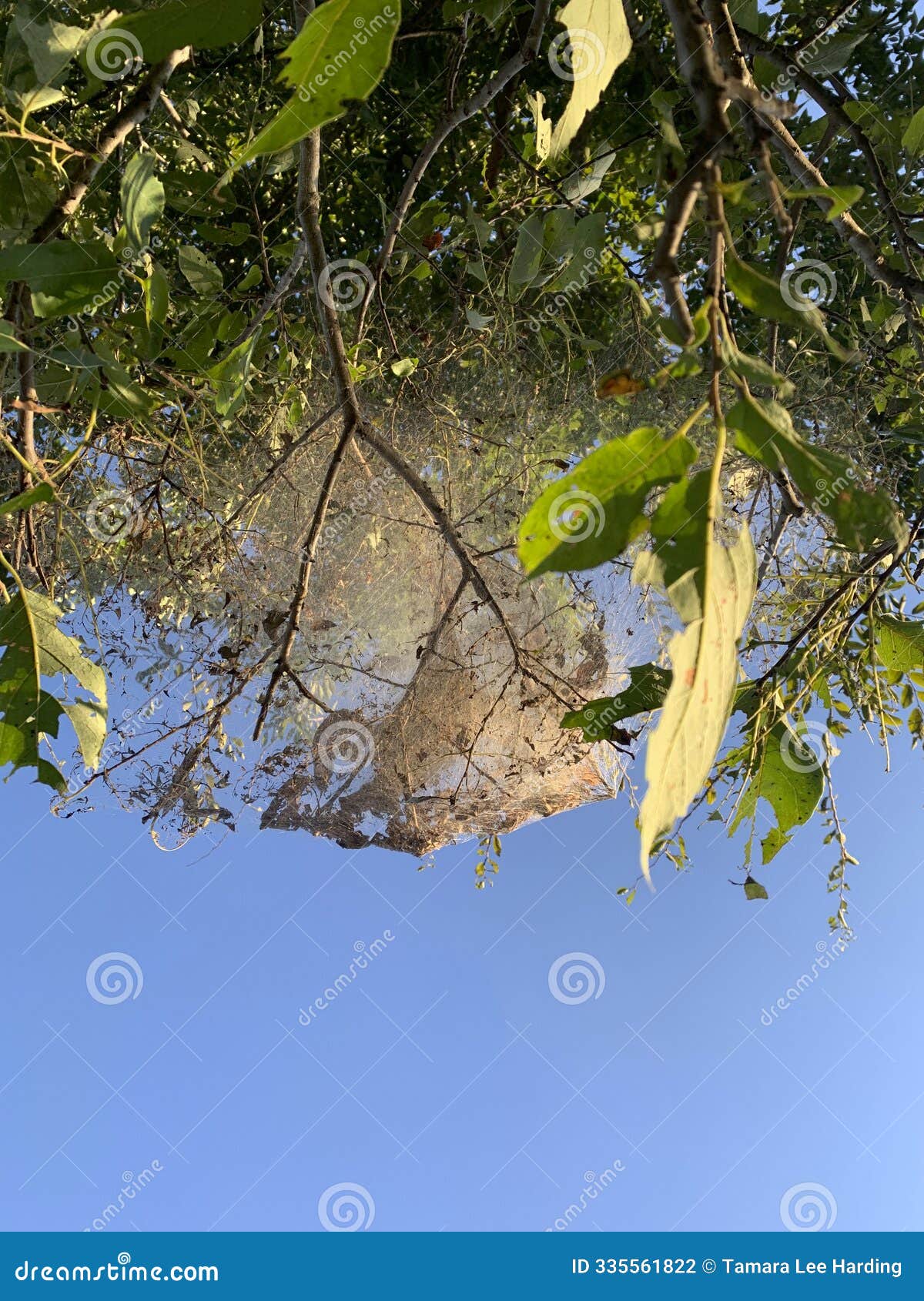 Hyphantria Cunea or Fall Web Worms Stock Photo - Image of space ...