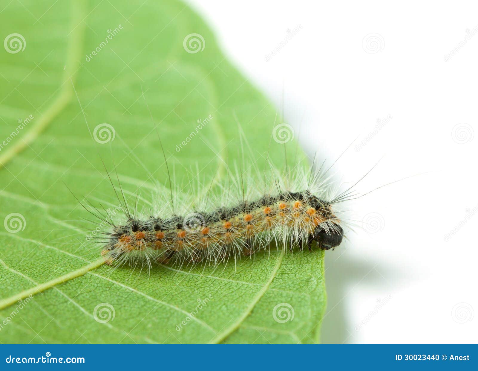 Vermin moth caterpillar stock photo. Image of lepidoptera - 30023440