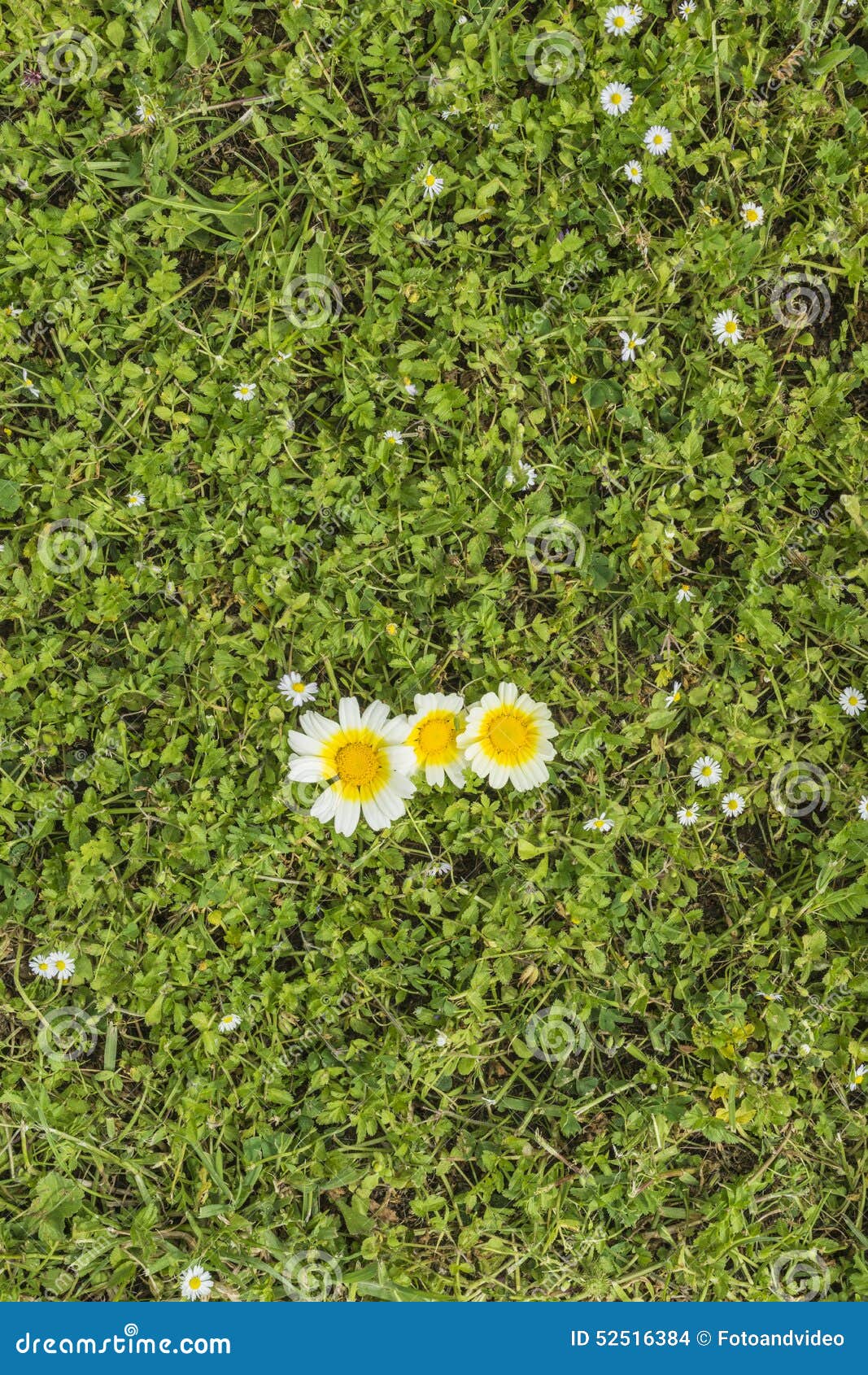 Hyphen and Minus of Flower Alphabet Stock Photo - Image of punctuation ...