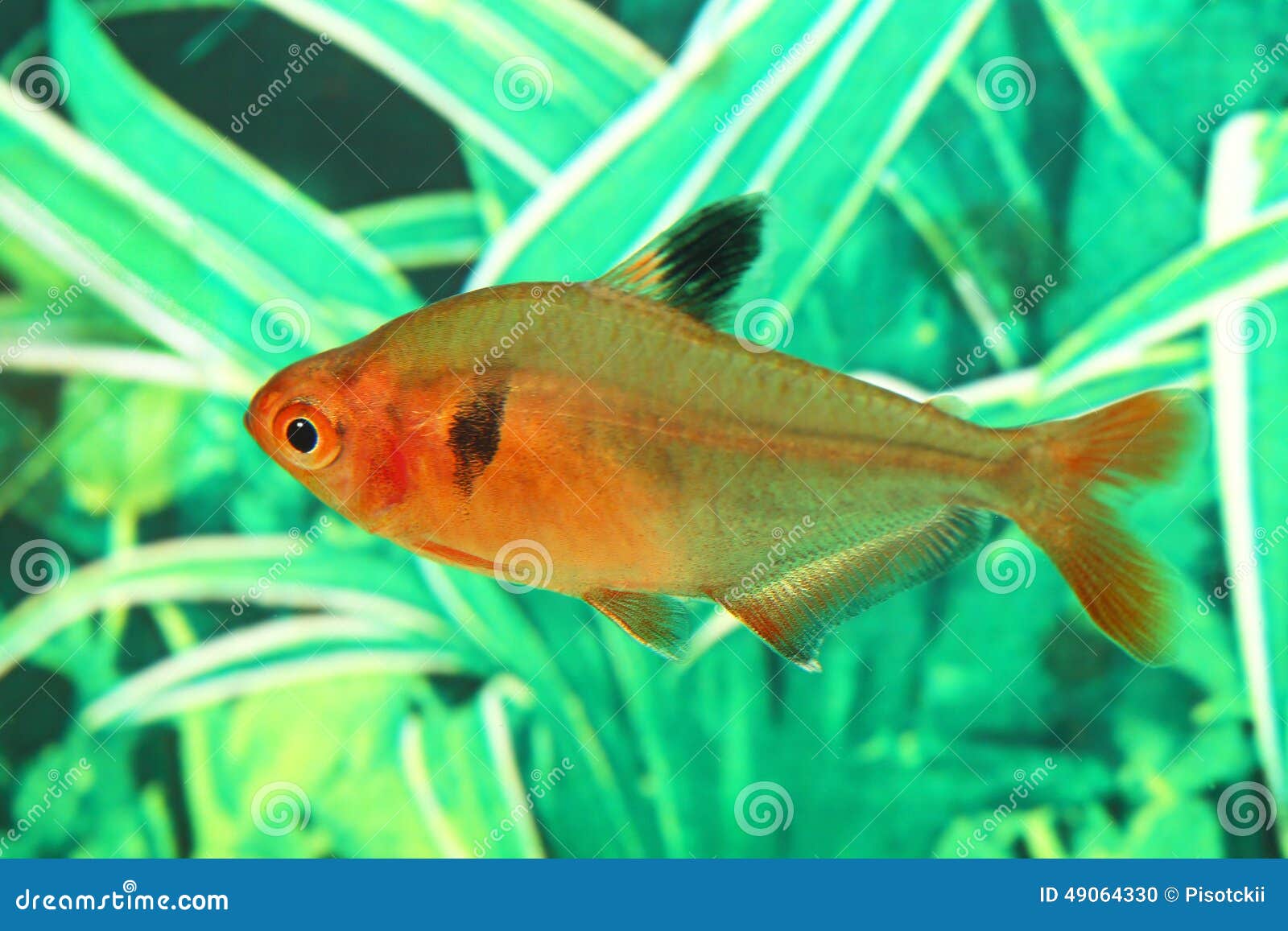 Hyphessobrycon minor stock photo. Image of minor, nature - 49064330