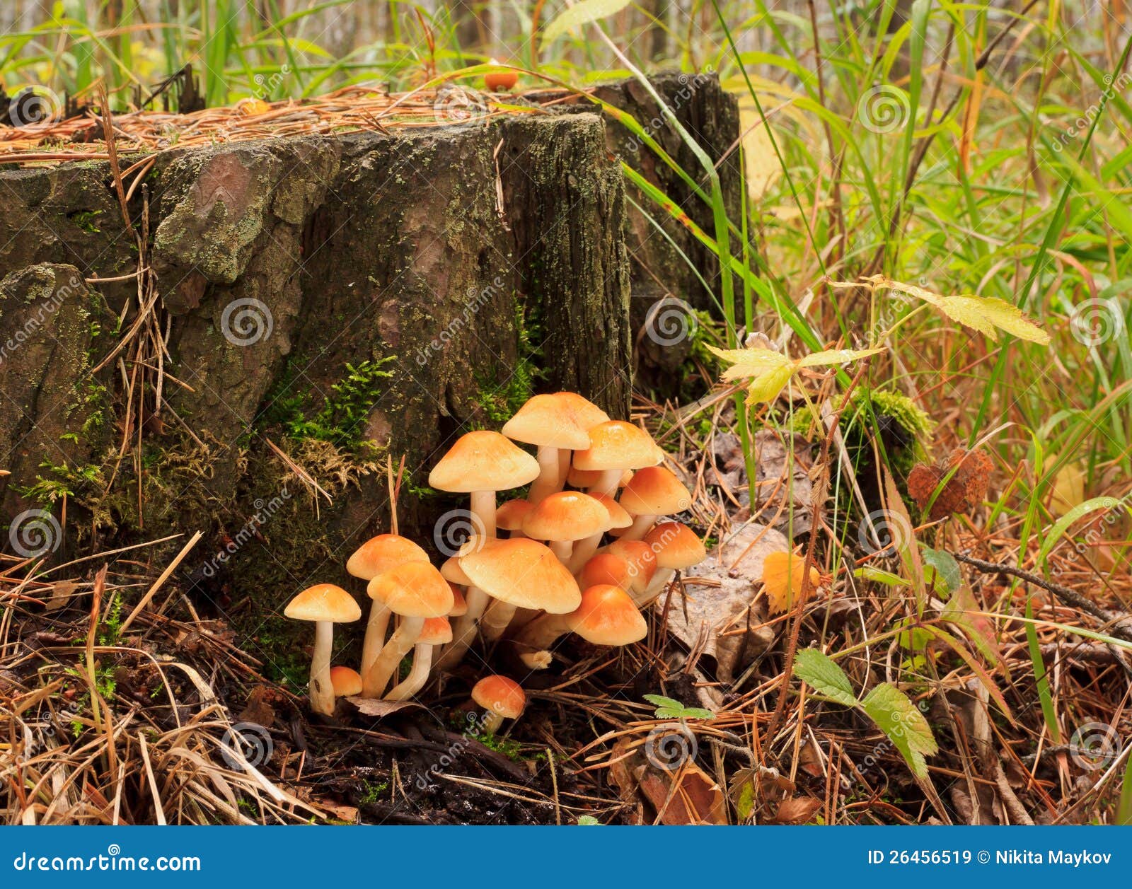 Hypholoma capnoides stock image. Image of brown, lichen - 26456519