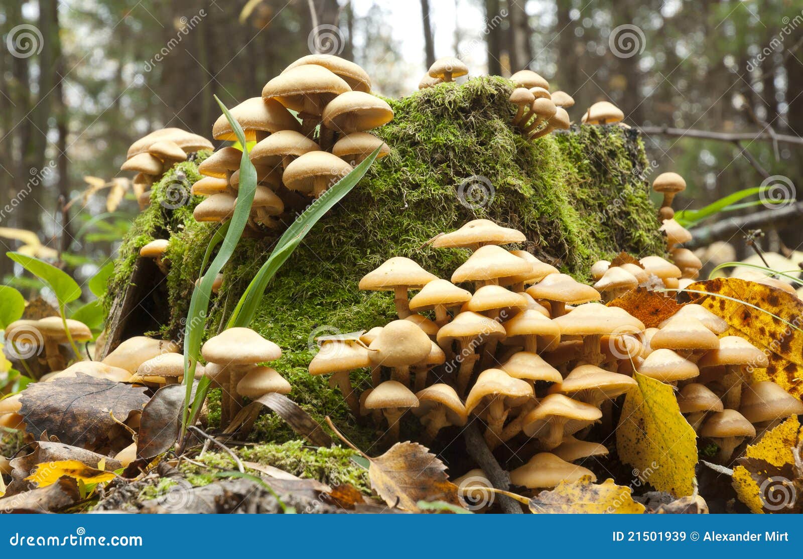 Hypholoma fasciculare stock image. Image of decorative - 21501939