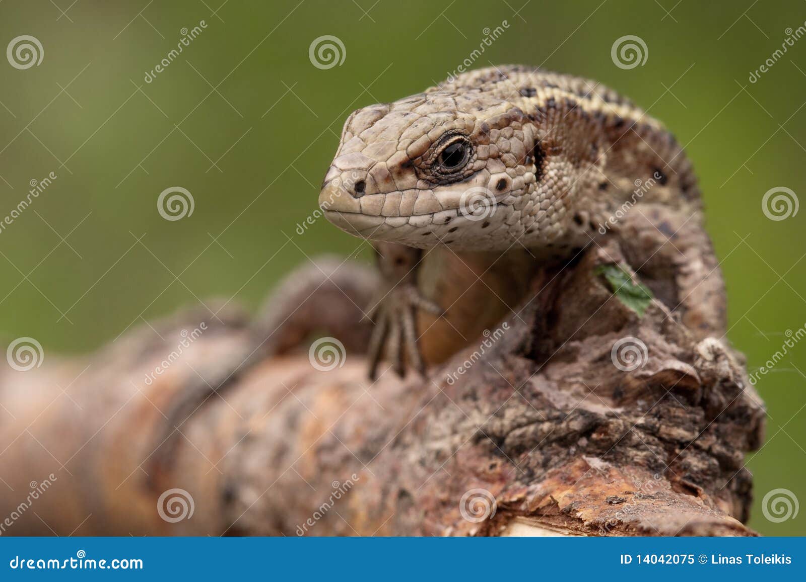 Hypnosis stock image. Image of reptile, wild, hypnosis - 14042075