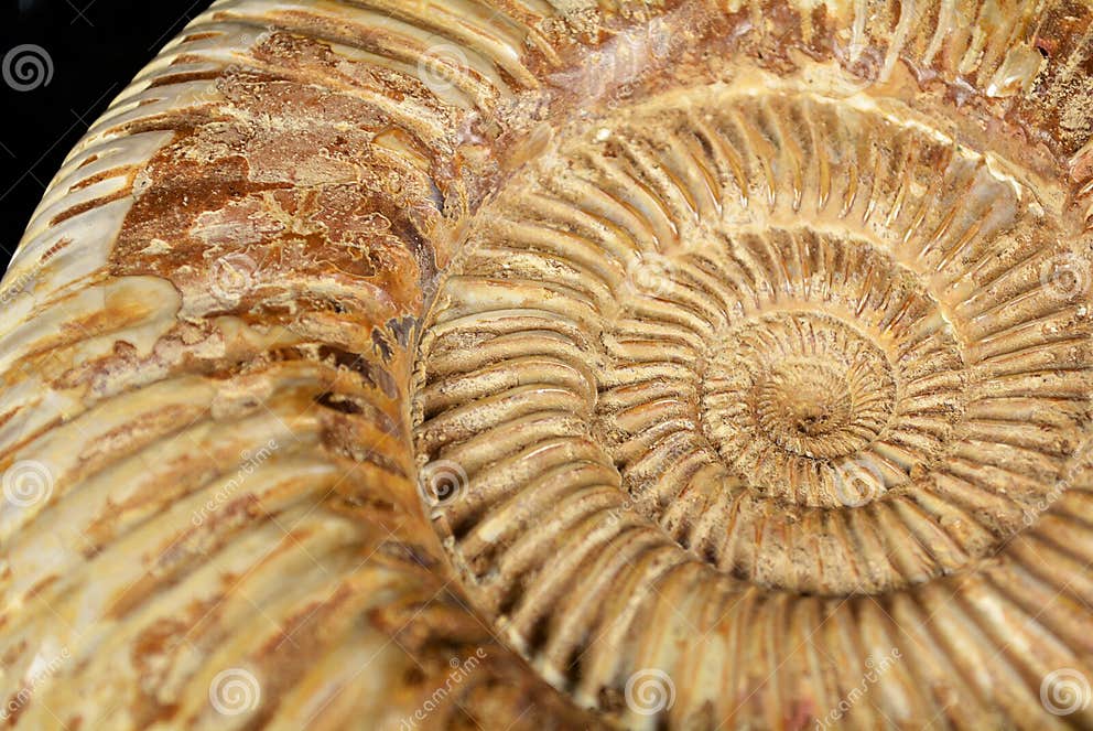 Hypnotic stock photo. Image of ammonoid, fossilized, yellow - 92723102
