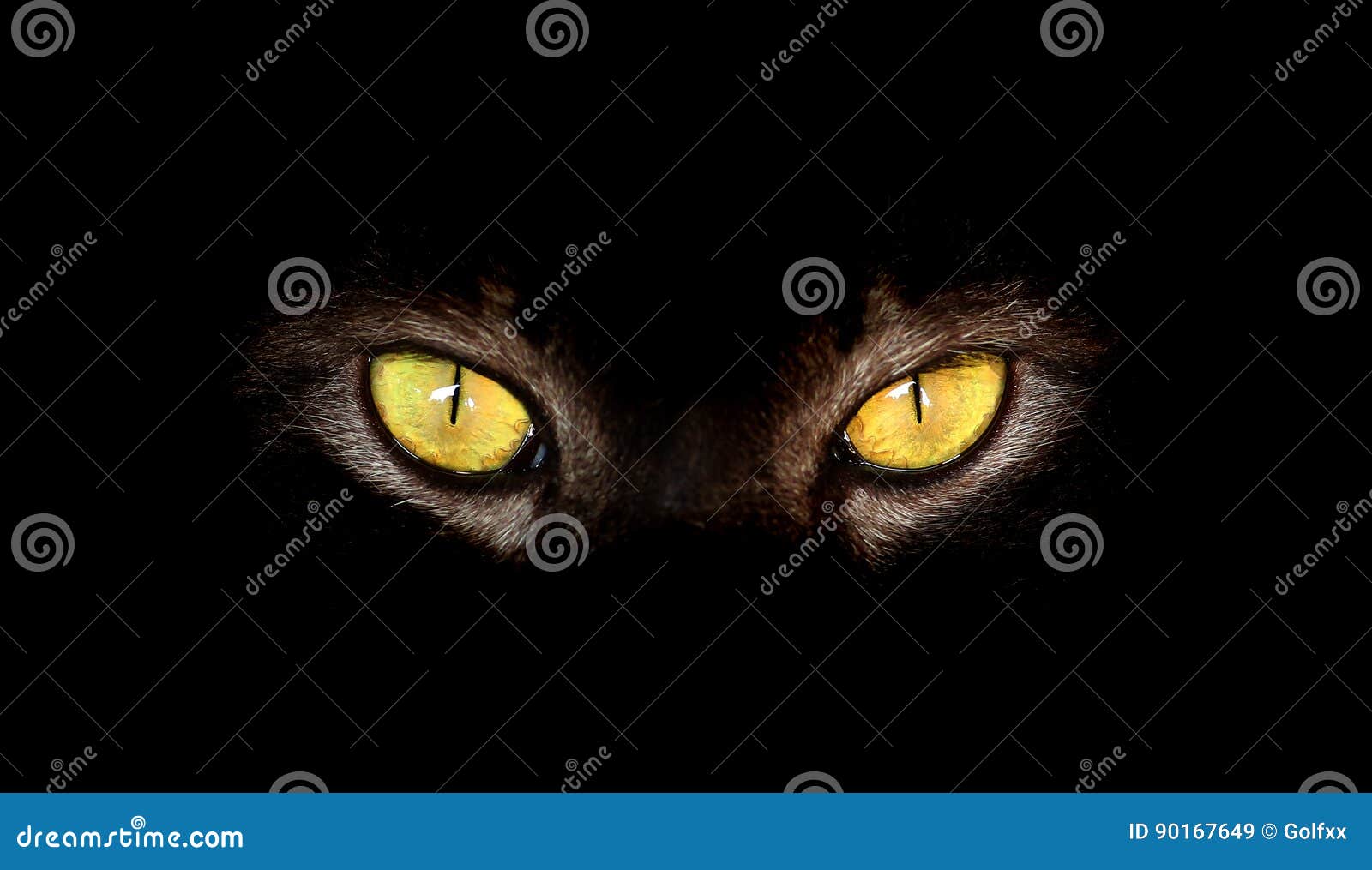 Hypnotic Cat Eyes on Black Background Stock Image - Image of hunt ...