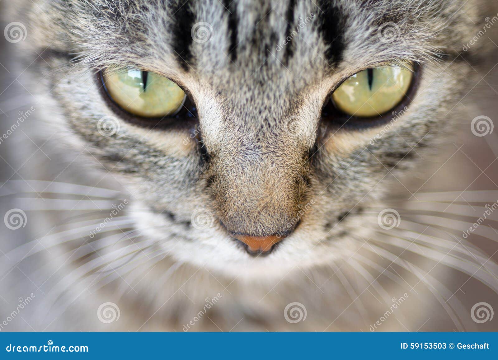 Hypnotic Cat Eyes stock image. Image of stare, hair, charm - 59153503