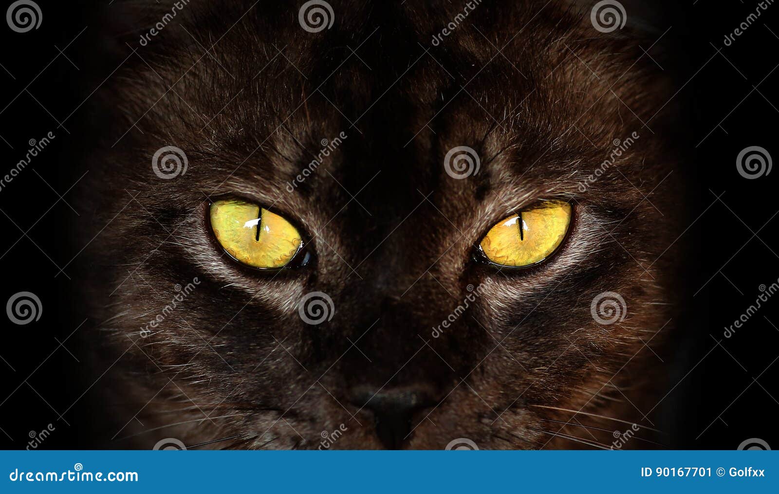 Hypnotic Cat Eyes Op Zwarte Achtergrond Stock Afbeelding - Image of ...