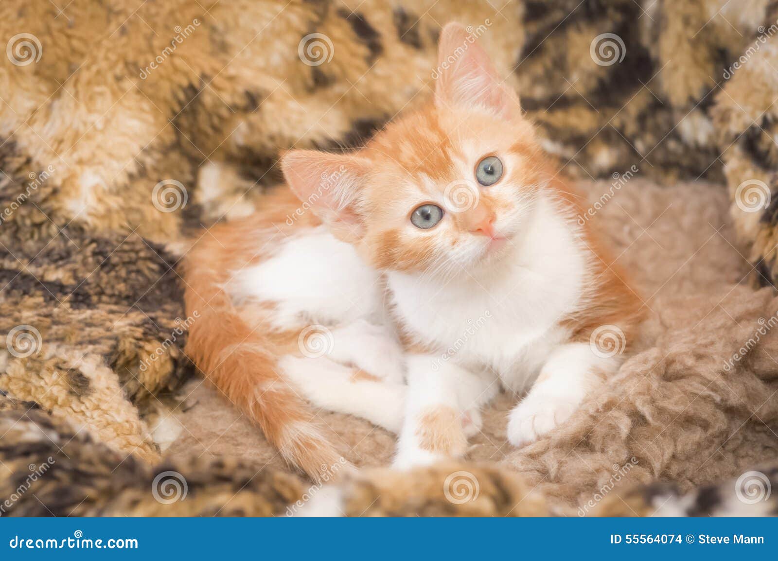 Hypnotic kitten stock photo. Image of cats, hypnosis - 55564074