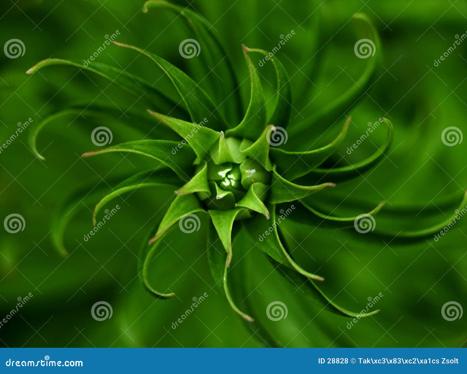 Hypnotize stock photo. Image of hypnozize, turning, mesmerize - 28828