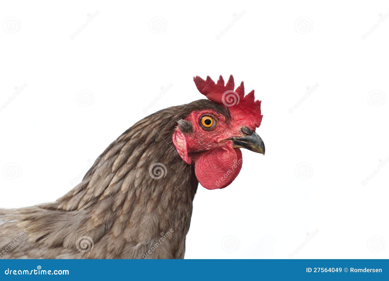 Hypnotized hen stock image. Image of real, animal, orange - 27564049