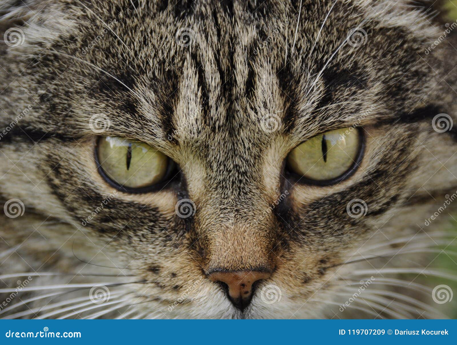 Hypnotizing by cat`s eyes stock image. Image of close - 119707209