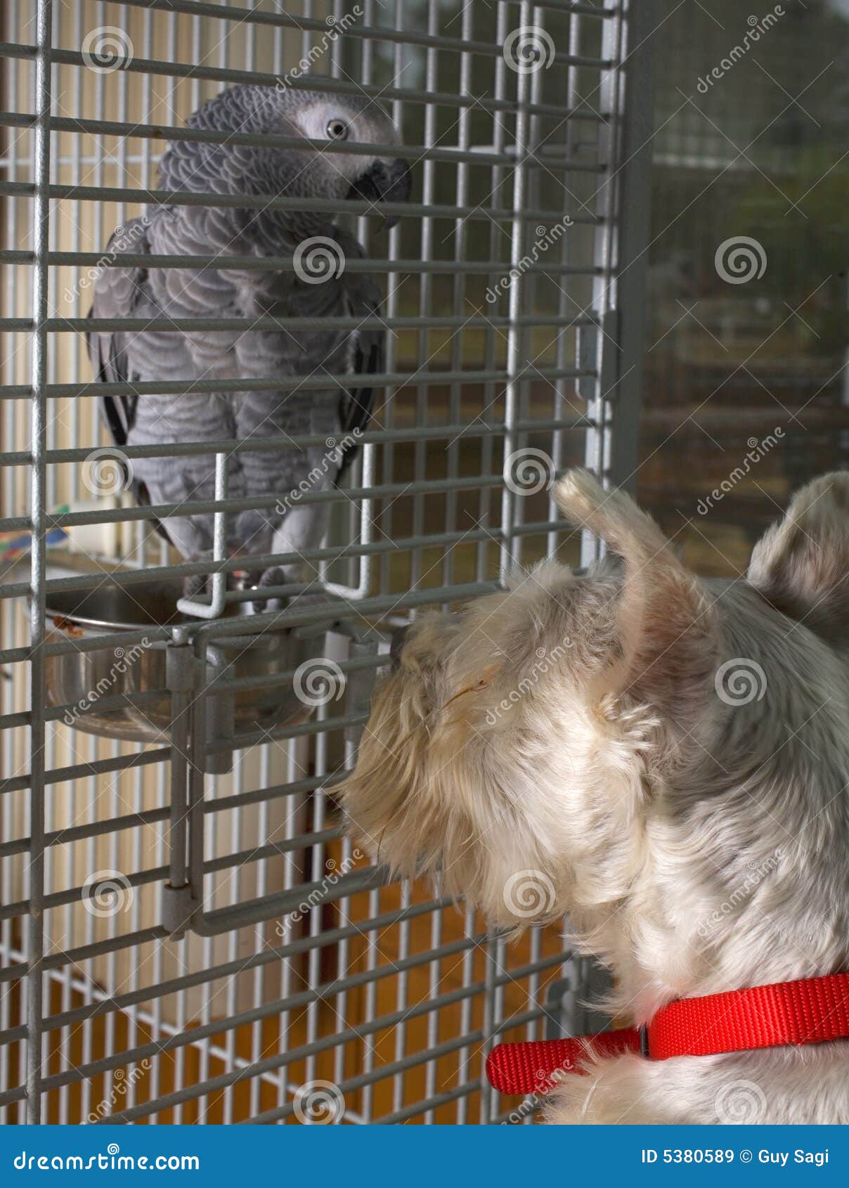 Hypnotizing bird stock image. Image of african, glaring - 5380589