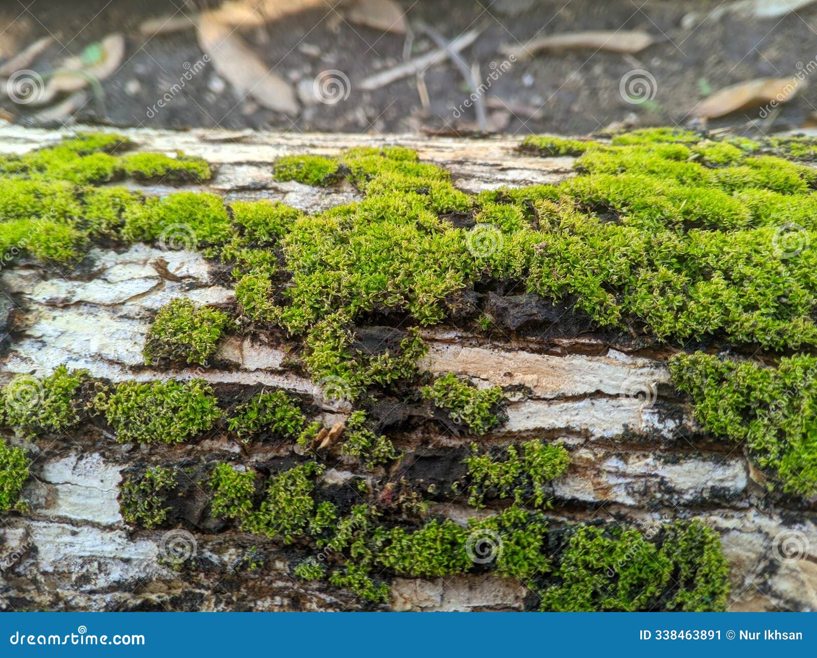 Hypnum Cupressiforme (pine Moss) Growing on Trees 2 Stock Image - Image ...