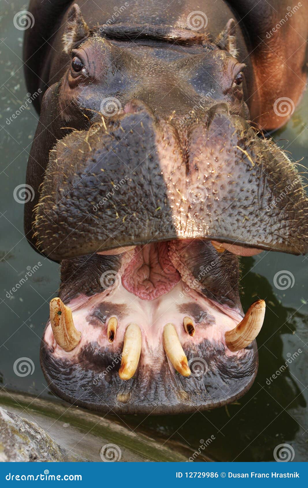 Hypo stock photo. Image of face, head, yawn, tooth, drinking - 12729986