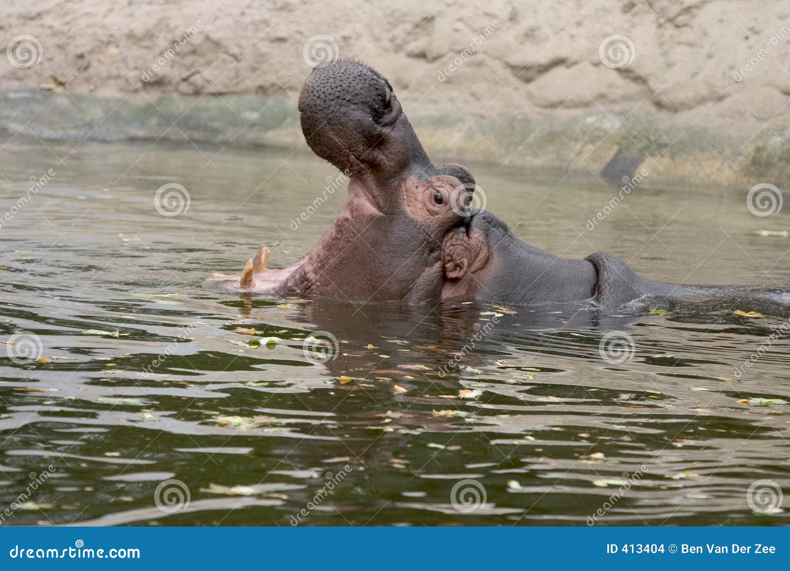 Hypo 4 stock photo. Image of lurk, wallow, hide, menace - 413404